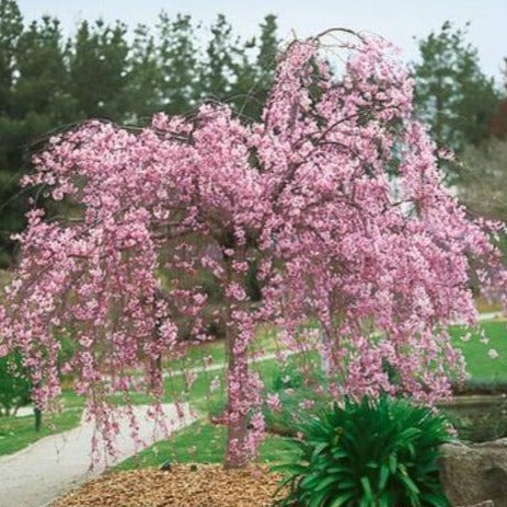 Dwarf Weeping Cherry Tree