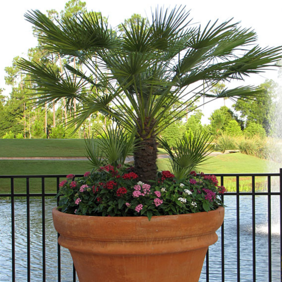 Mediterranean Dwarf Palm Trees Mediterranean Fan Palm (Chamaerops