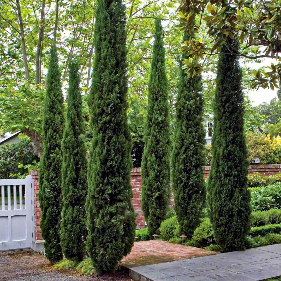 Blue Cypress Tree Types