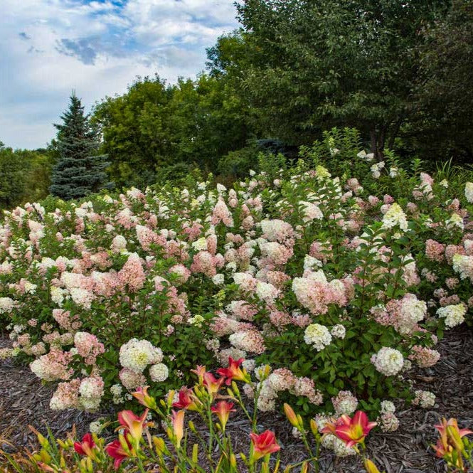 Strawberry Sundae Hydrangea