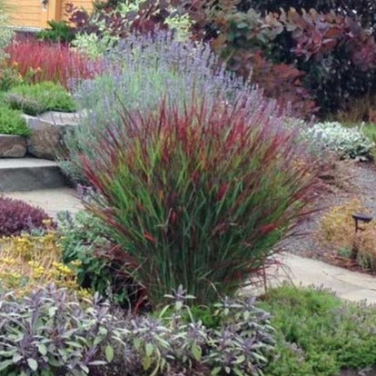 Shenandoah Red Switchgrass
