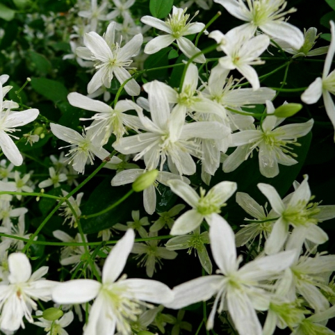 Clematis Paniculata | Sweet Autumn Clematis - PlantingTree