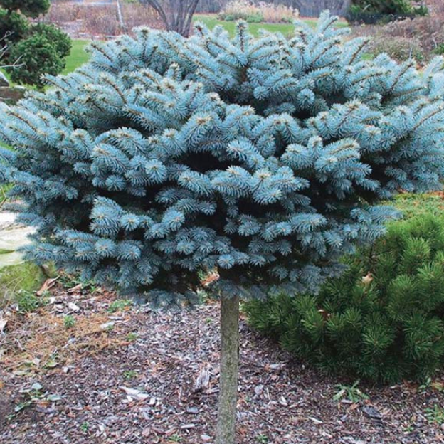 Dwarf Globe Blue Spruce | Colorado Blue Spruce - PlantingTree