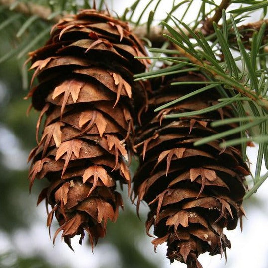 Subalpine Fir Cone