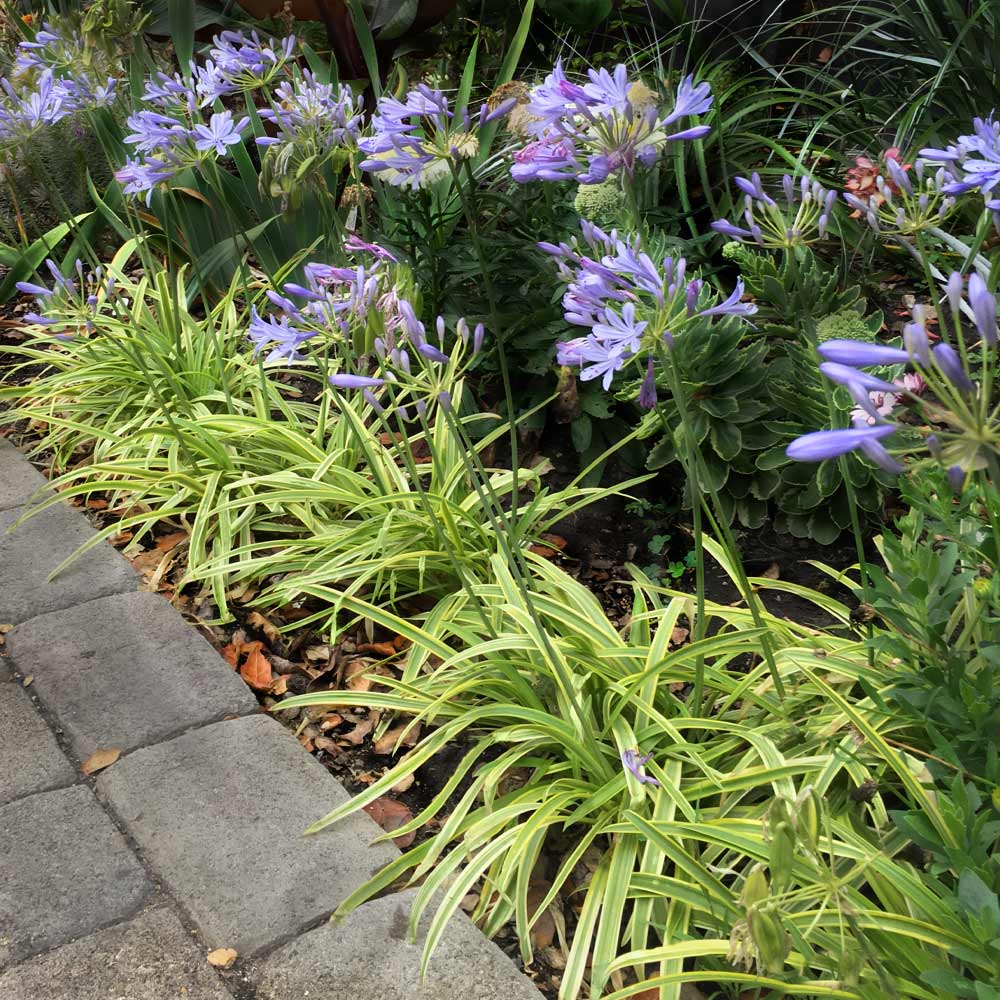 Neverland Lily of the Nile Plant for Sale - PlantingTree.com - PlantingTree