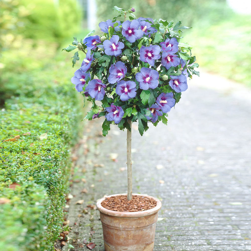 Rose Of Sharon Bush Shrubs