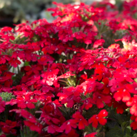 Red Verbena Plant