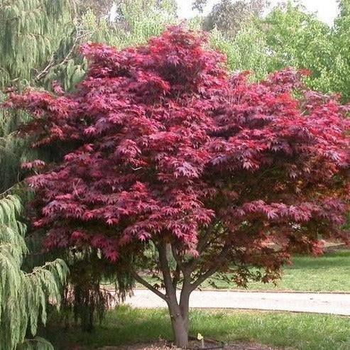 Acer Palmatum Emperor One