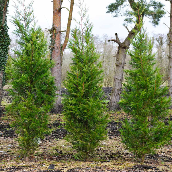 Cypress Leyland Fast Growing Trees