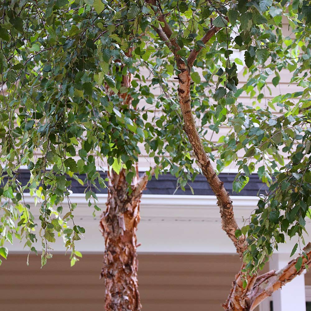 single trunk birch tree