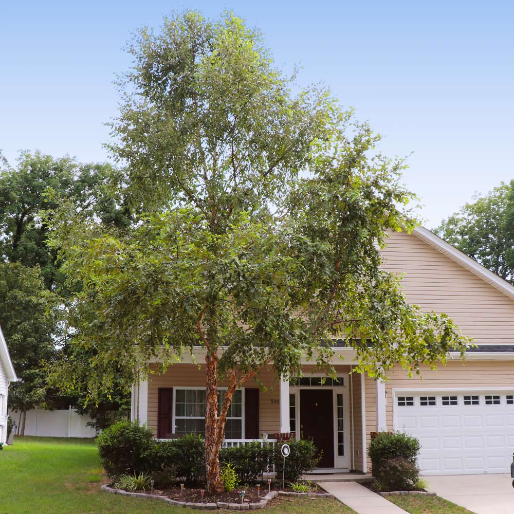 Heritage River Birch Tree for Sale – Shipped Direct to You - PlantingTree