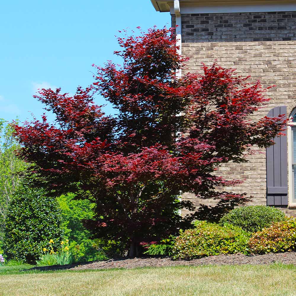 Japanese Maple Front Yard