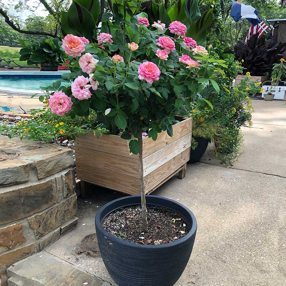 Marc Chagall™ Rose Tree for Sale from PlantingTree.com - PlantingTree
