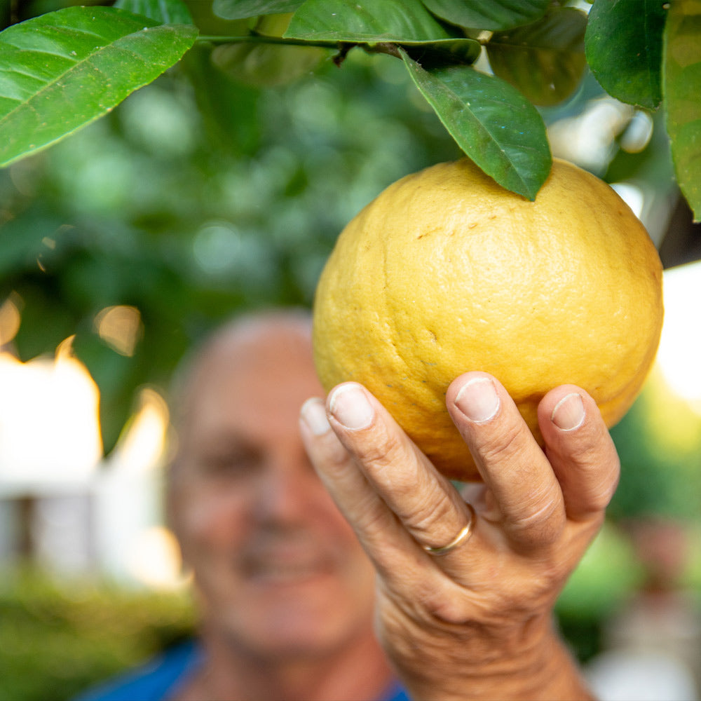 Extra Large Lemons