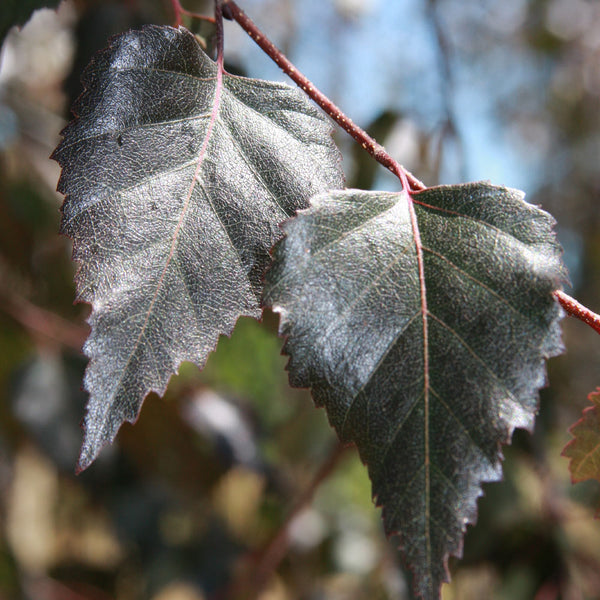 Silver Birch Tree Leaves