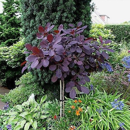 Royal Purple Smoke Tree Standard | Single Trunk | Tree Form | Vibrant ...