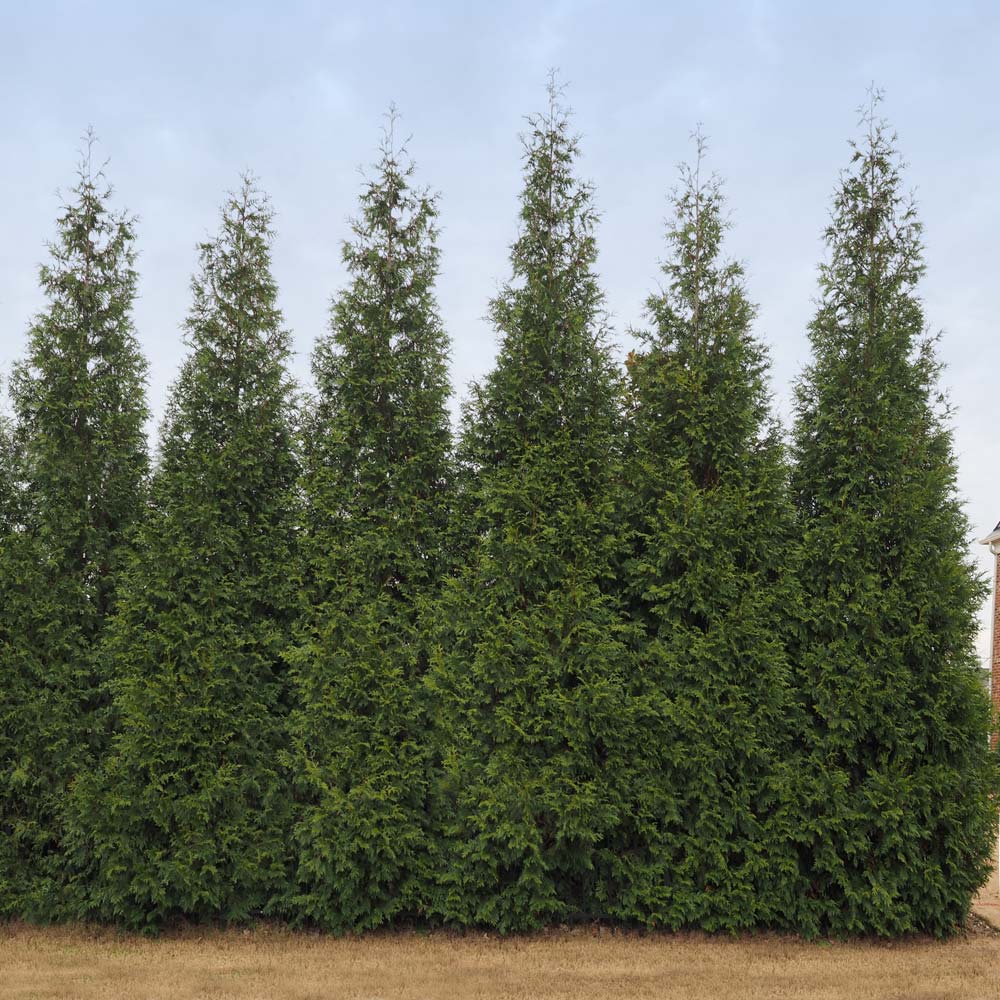 Junior Giant Thuja Tree for Sale - Grows to 20' Tall - PlantingTree