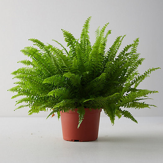 Potted Fern