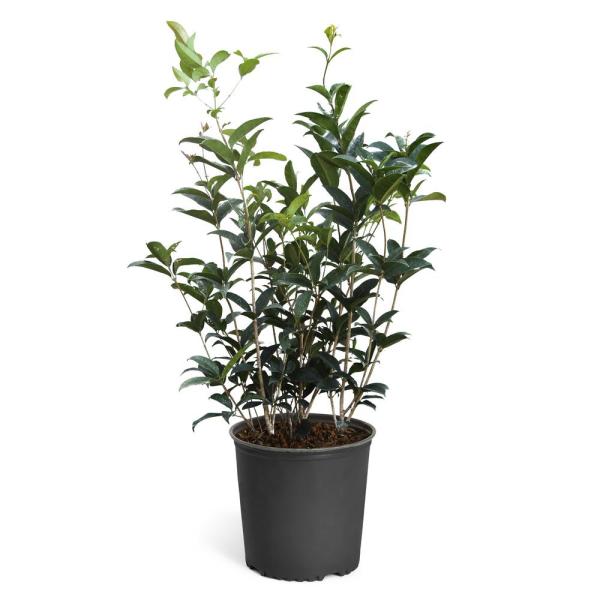 Tea Olive Tree Plant