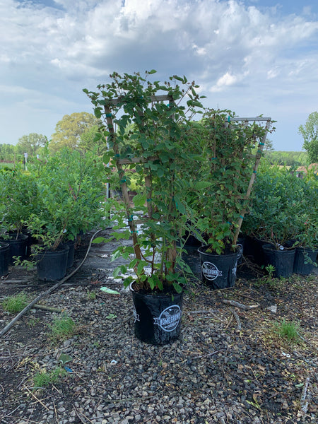 Navaho Blackberry Bush | Homegrown Blackberries - PlantingTree Navaho Blackberry Bush | Homegrown Blackberries - PlantingTree