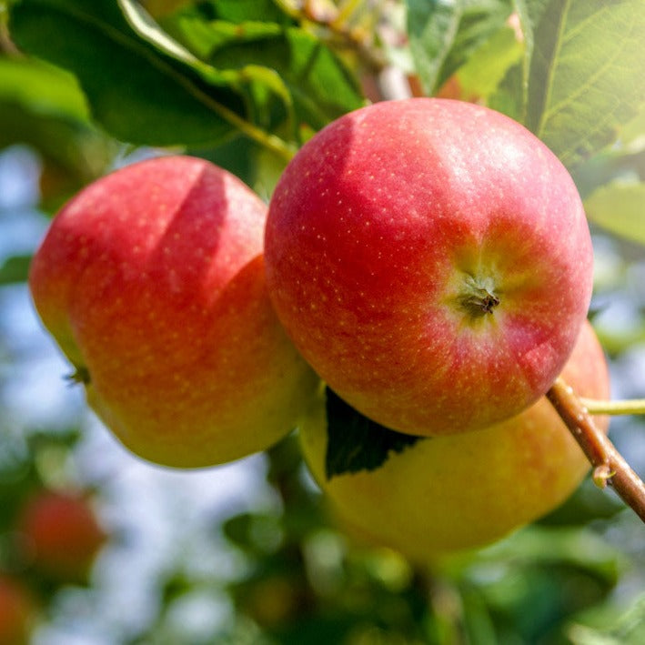 Apple Fruit Tree Hd