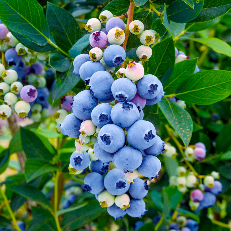 Misty Blueberry Bushes for Sale by PlantingTree.com - PlantingTree