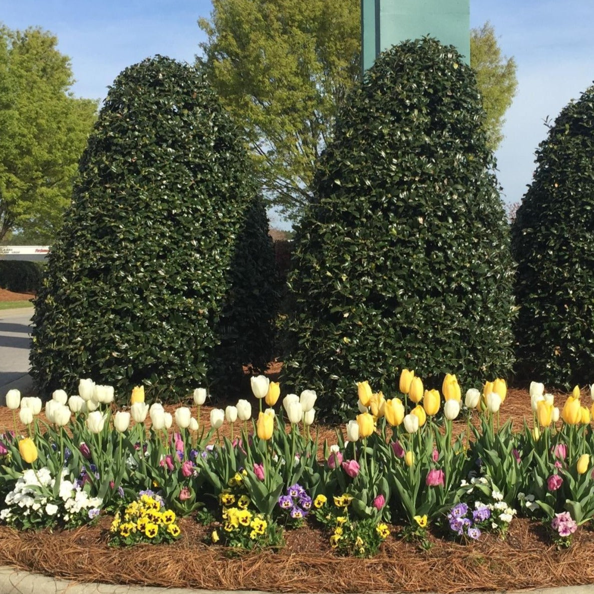 Nellie R Stevens Holly Hedge