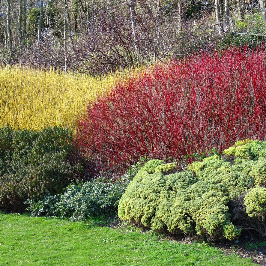Red Twig Dogwood
